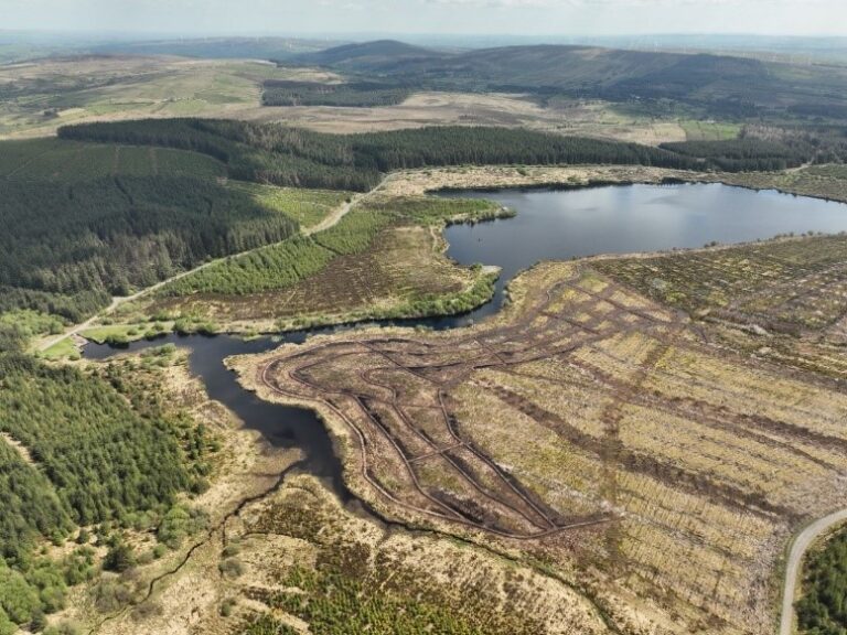 Forest to Bog Restoration - Wild Atlantic Nature